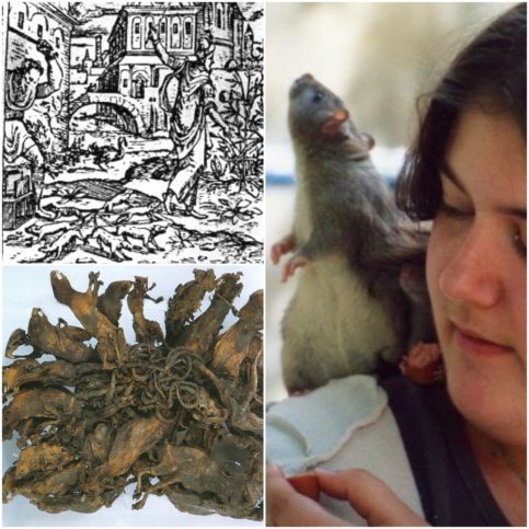 The Rat King: a rare and curious phenomenon | The Vintage News