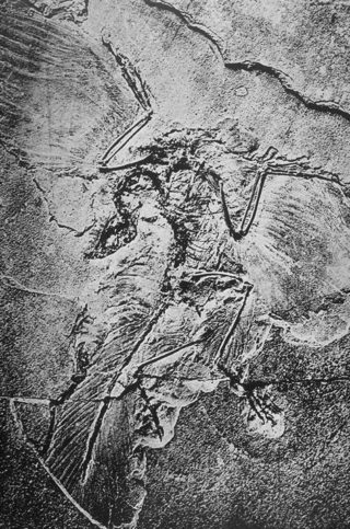 The famous Berlin specimen of Archaeopteryx, a transition between ...