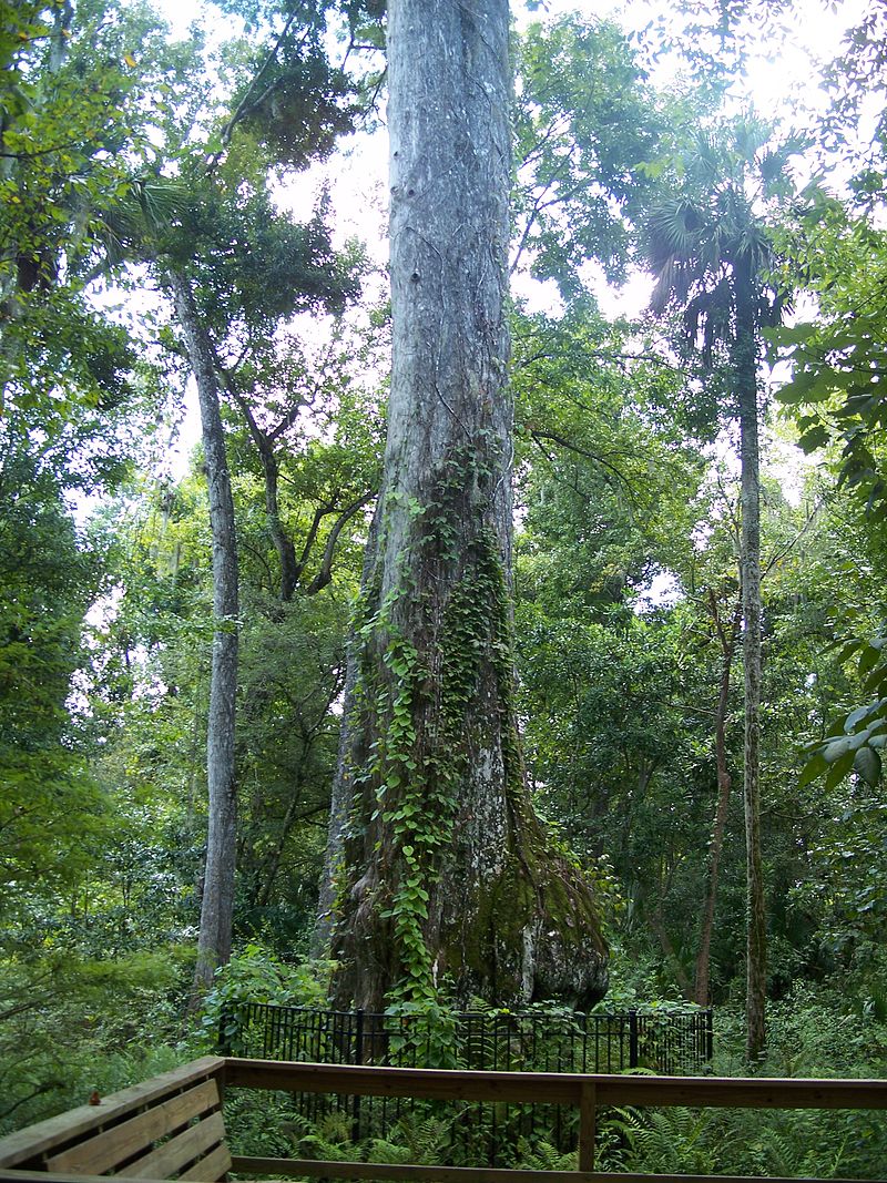 The Senator: The biggest and oldest bald cypress tree in the world was ...