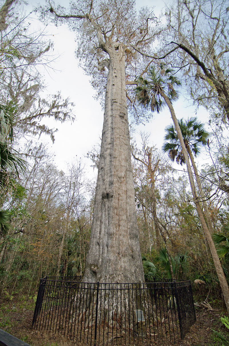 The Senator: The biggest and oldest bald cypress tree in the world was ...