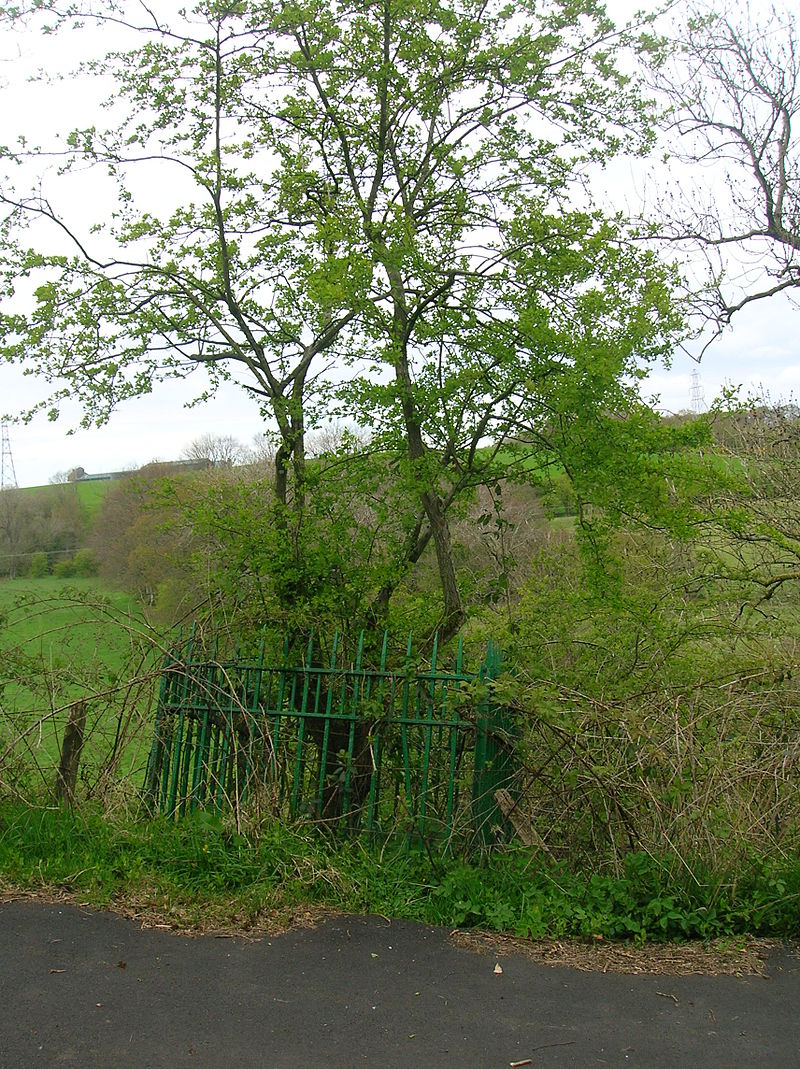 The surviving “trysting trees” are living historical landmarks that ...