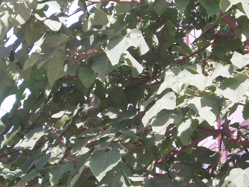 Paulownia is also known as the ‘princess tree’ because it was once ...