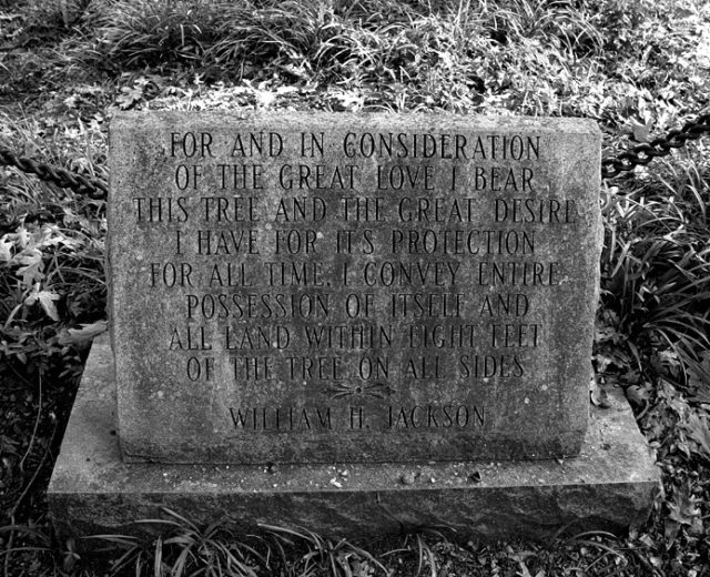 Strange but True: "The tree that owns itself" is a white oak in Athens ...