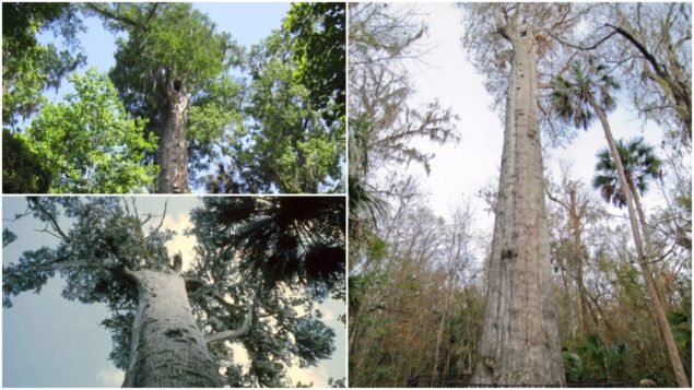 The Senator: The biggest and oldest bald cypress tree in the world was ...