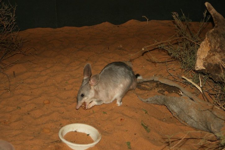 The Easter Bilby is the Australian alternative to the Easter Bunny ...