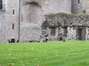 The Ravens of the Tower of London: Guardians of the Crown & Her Majesty ...