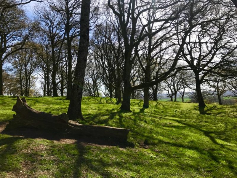Badbury Rings: An Iron Age hill fort where King Arthur reportedly ...