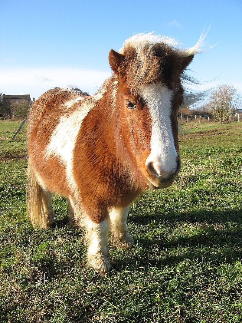 Shetland ponies were first used for pulling cars, plowing farmland ...
