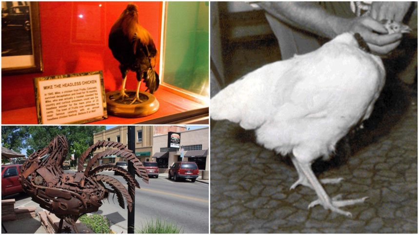 Miracle Mike: The headless chicken that lived for 18 months without a ...