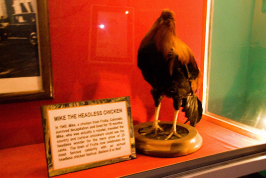 The chicken that lived for 18 months without a head | The Vintage News