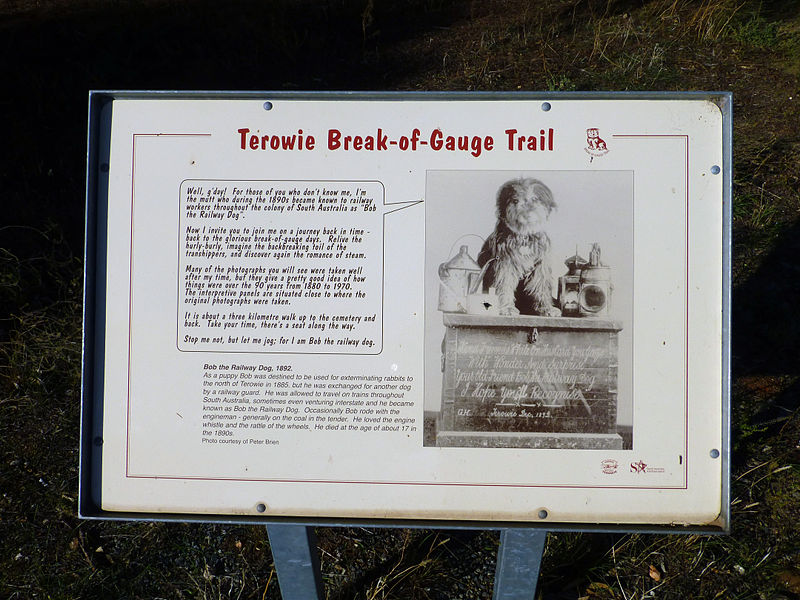 A real story from the South Australian Railways folklore- Bob the ...