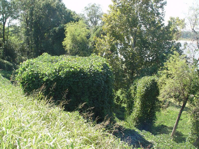The Vine that ate the south: The invasive plant, Kudzu is swallowing ...