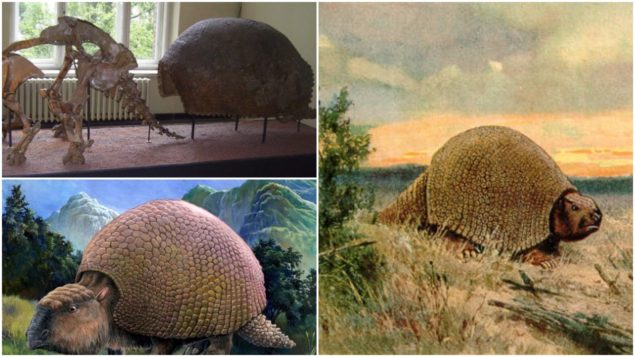 Ancient humans hunted the Glyptodon, a massive armadillo, to turn its ...
