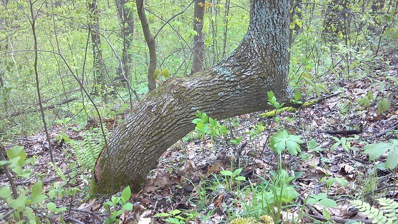 Trail Trees – Native Americans would bend saplings to make living sign ...