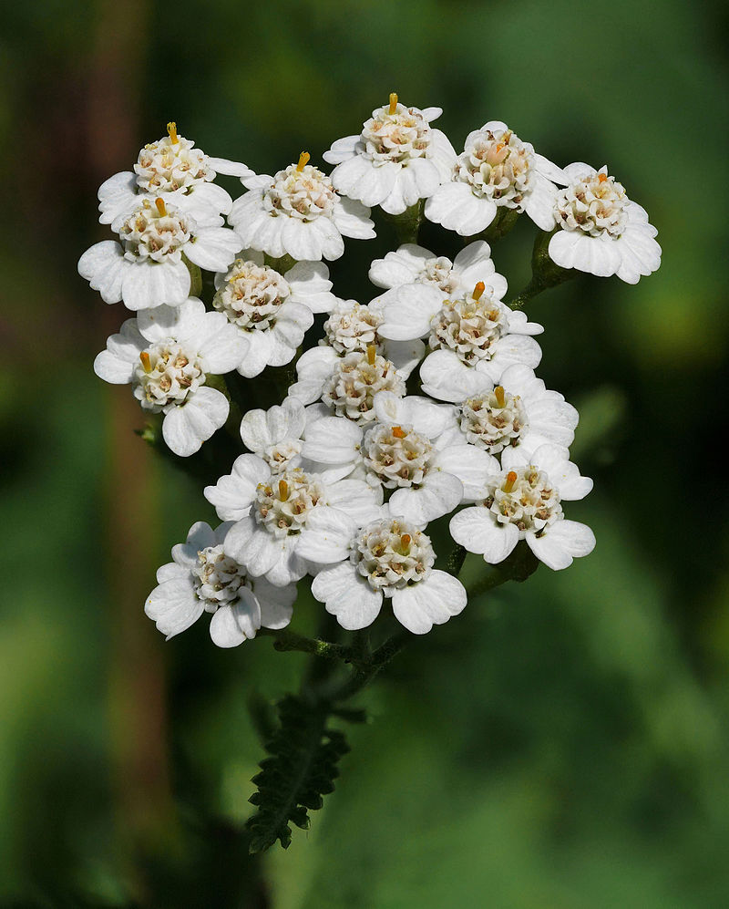Achillea millefolium: A flowering plant that Achilles carried on the ...