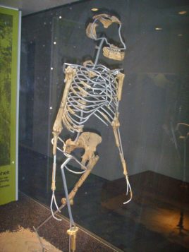Lucy Australopithecus: A female skeleton estimated to be 3 million ...