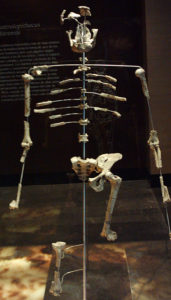 Lucy Australopithecus: A female skeleton estimated to be 3 million ...