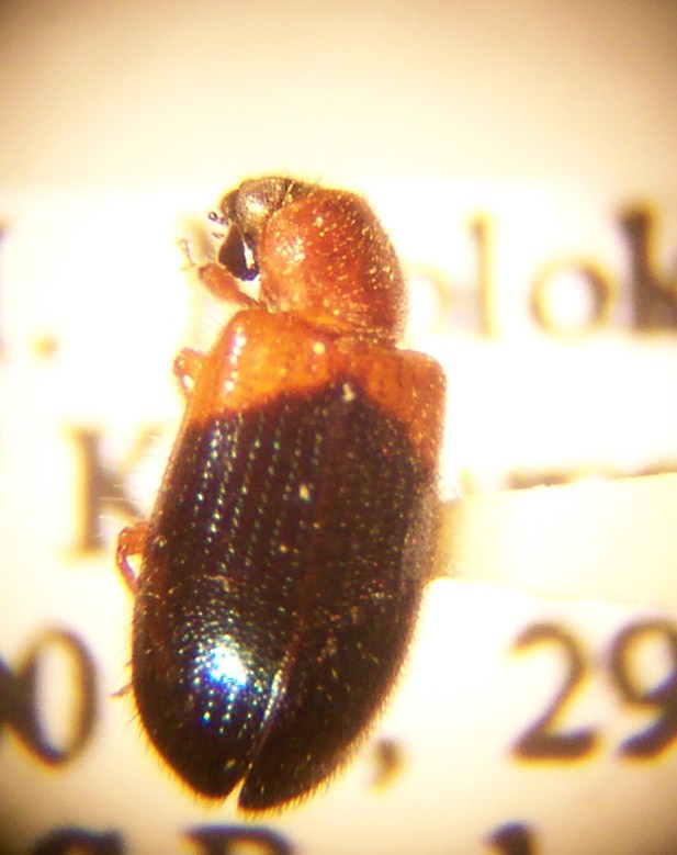 His knowledge of rare beetles saved a priest-scientist from the ...