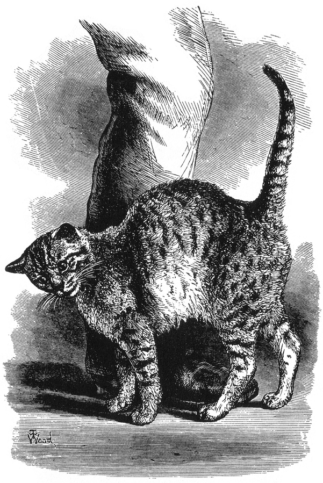 The perfect pets: An ancient-DNA study shows how cats domesticated ...