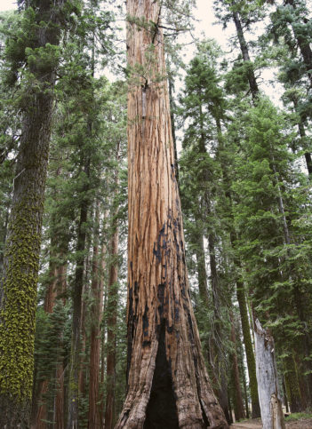The President tree is 3200 years-old. It’s so big that it has never ...