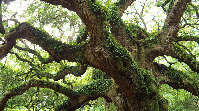 The 400-year-old Angel Oak is one of the most remarkable living things ...
