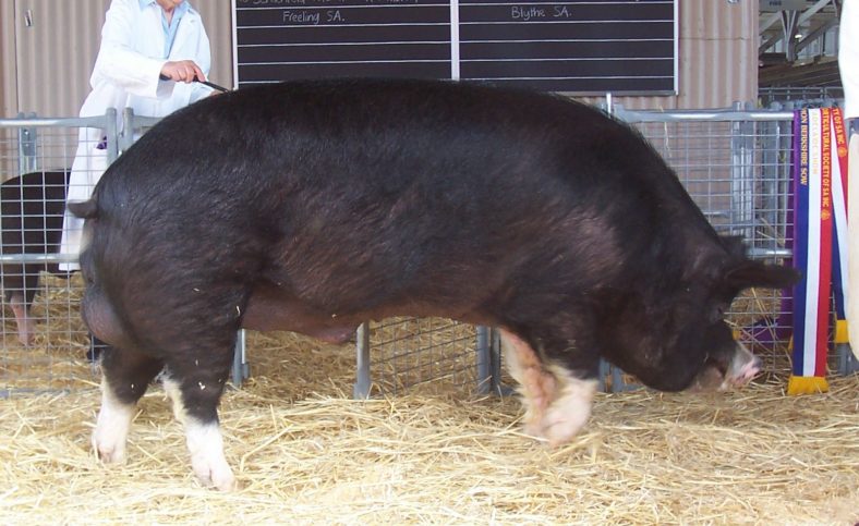 How a pig that loved potatoes brought England and U.S. to brink of war ...