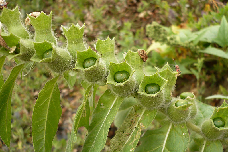 Henbane: Egyptians smoked it, witches used it for "flying ointment ...