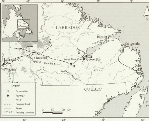 In a place inhabited by polar bears, a scientist finds oldest evidence ...