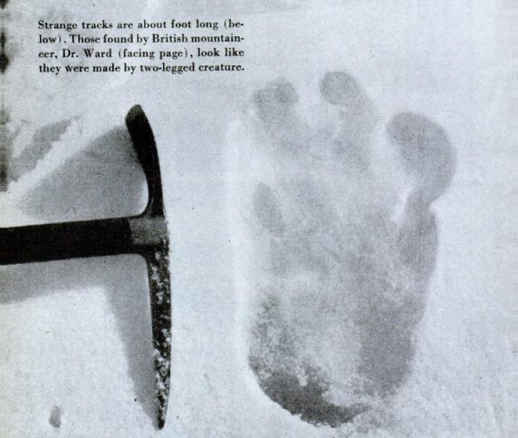 DNA tests of remains believed to be that of a yeti, also called the ...