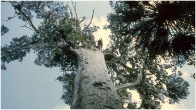 The Senator: The biggest and oldest bald cypress tree in the world was ...
