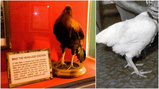 "Miracle Mike": The headless chicken that lived for 18 months without a ...