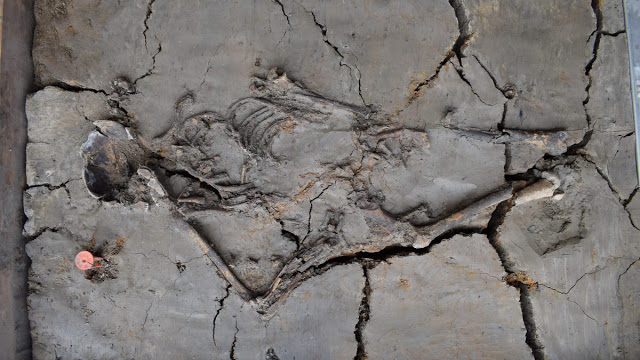 Remains of a Stone Age baby, with its teeth still intact, found cradled ...