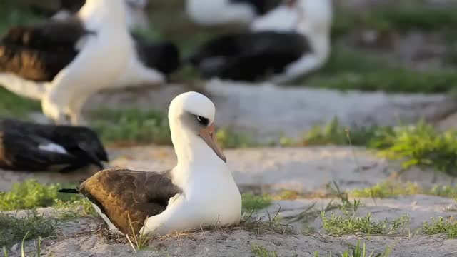 Wisdom, the world's oldest known albatross, is still breeding at age 67 ...