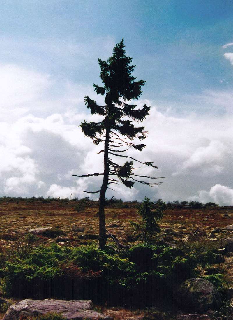 The Norwegian Spruce Old Tjikko is 9,550 years old, according to ...
