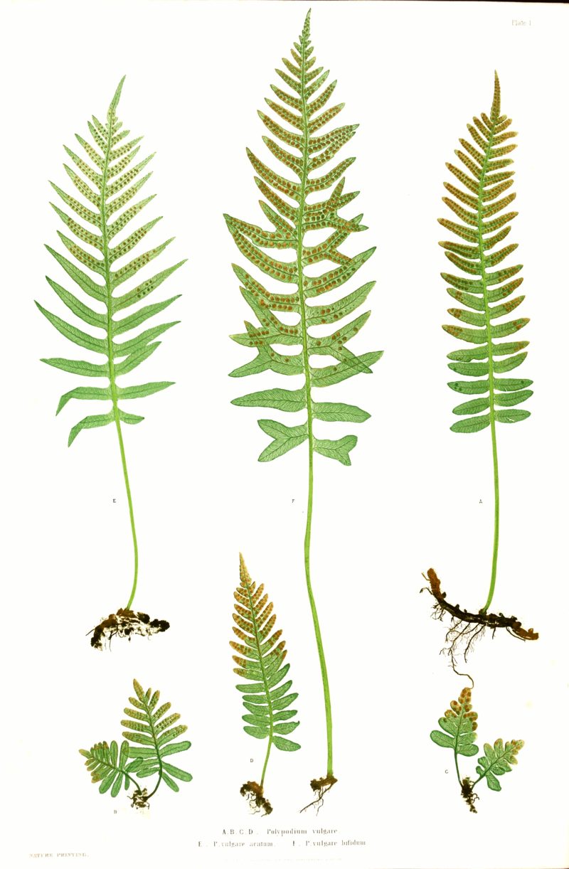 Victorian Ladies used Ferns as a Covert way to Express Passion and ...