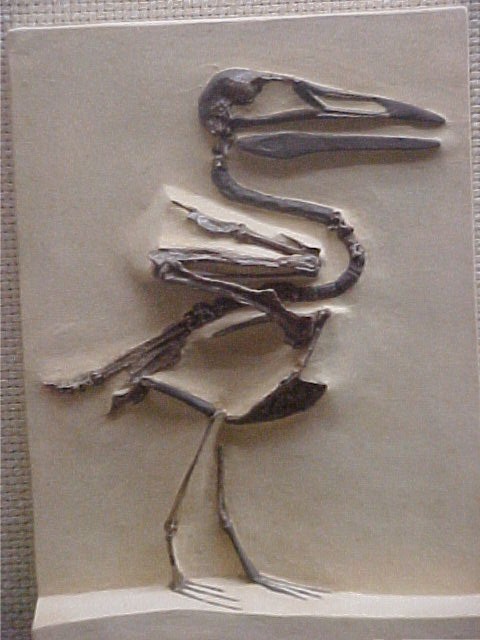 An ancient bird with sharp teeth inherited from dinosaurs sheds new ...