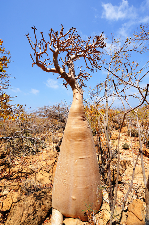 The Lost World of Socotra - One of the Most Alien-Looking Places on ...