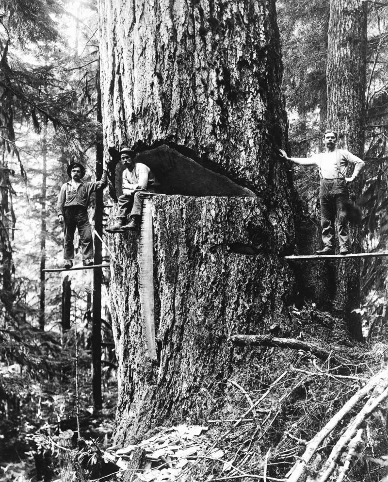 Photos: The Golden Age of Lumberjacks and Giant Redwoods they Battled ...