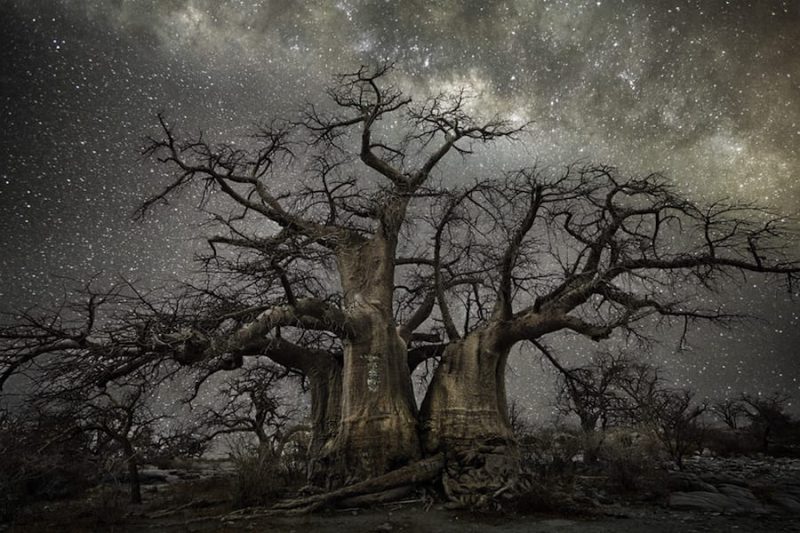 Rare, Gorgeous Photos of Ancient Trees Around the Globe | The Vintage News