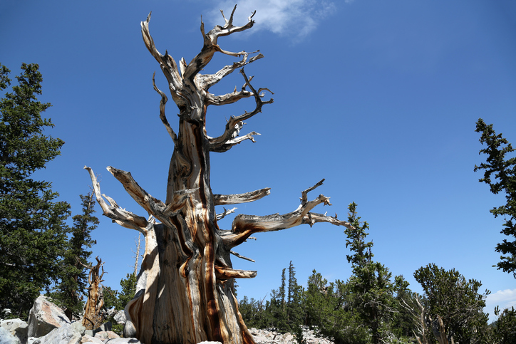 How a geography graduate caused the demise of a 4,900-year-old tree ...