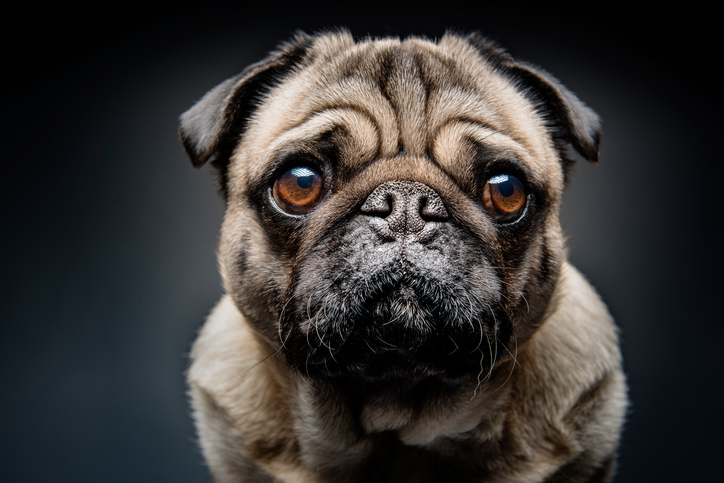 The Order of the Pug - Secret Society whose Members Wore Dog Collars ...