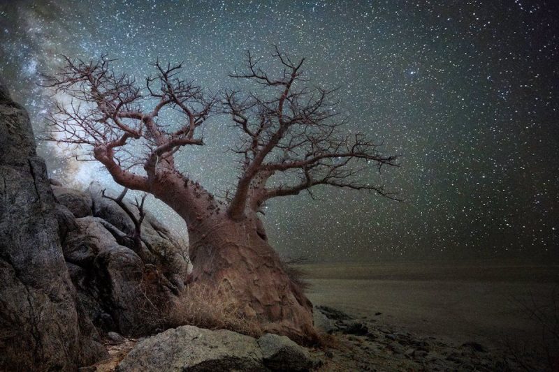 Rare, Gorgeous Photos of Ancient Trees Around the Globe | The Vintage News