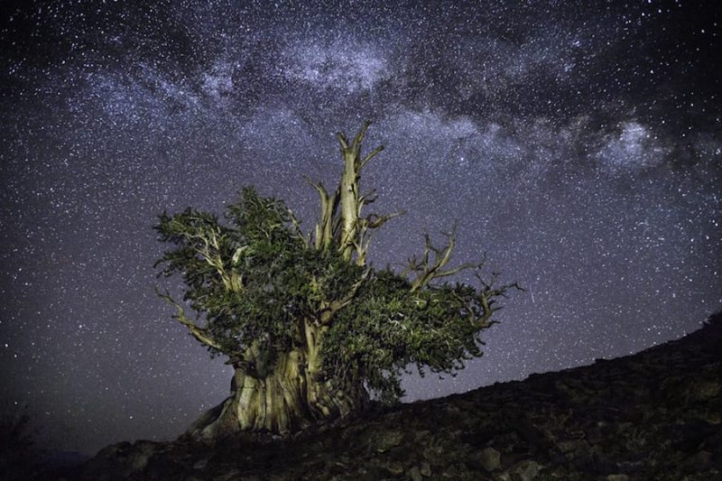 Rare, Gorgeous Photos of Ancient Trees Around the Globe | The Vintage News
