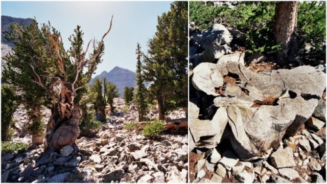 How a geography graduate caused the demise of a 4,900-year-old tree ...