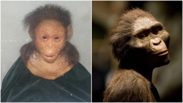Lucy's baby, the world oldest known child found in Ethiopia is 120,000 ...