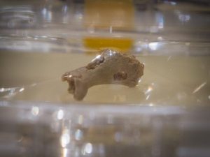 Why Neanderthals Were Constantly Hunched Over | The Vintage News