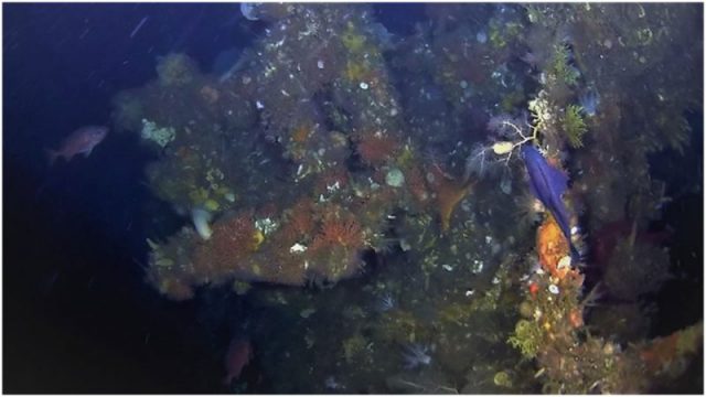 Stern of World War II Destroyer Hit by Japanese Mine Finally Found in ...