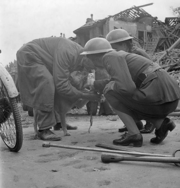 750,000 Pets Were Put Down in Britain at the Eve of WWII | The Vintage News