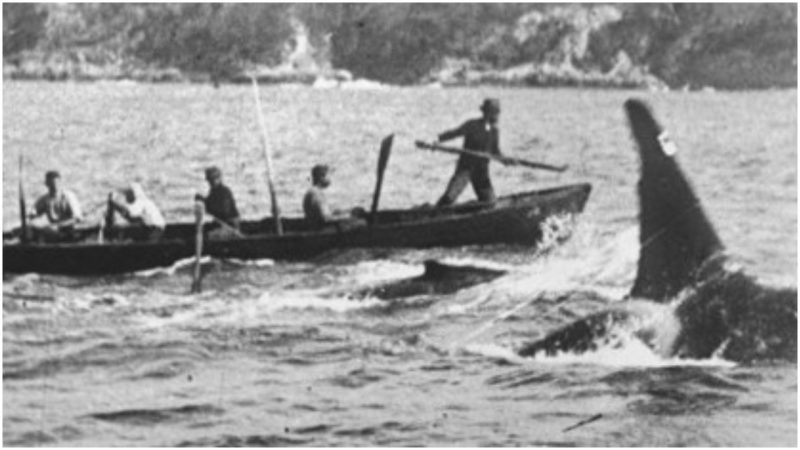 The Law of the Tongue: When Humans and Killer Whales Hunted Together ...