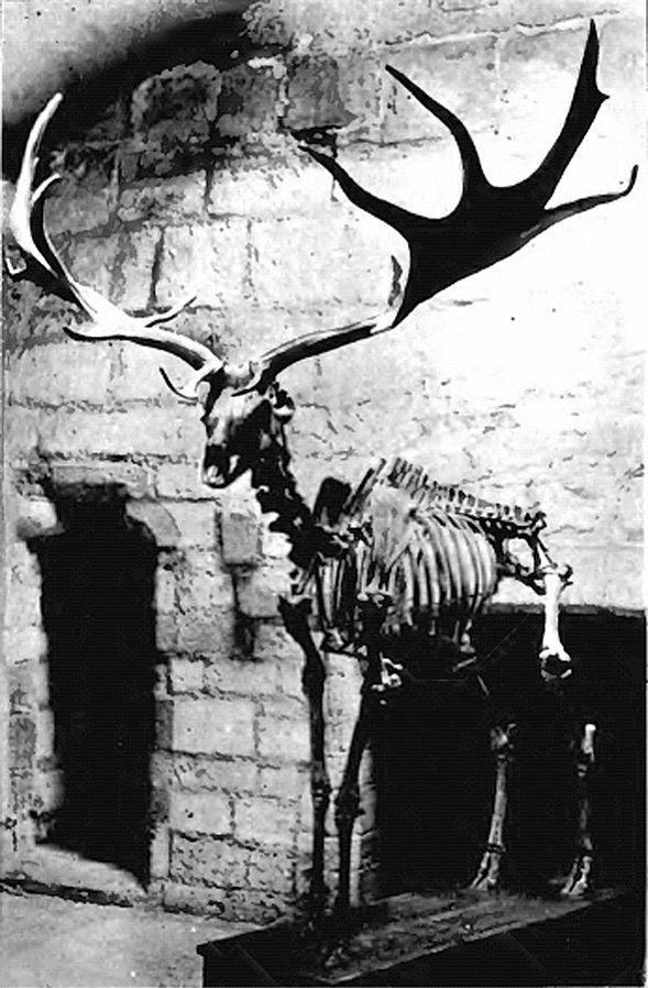 Fishermen net skull and antlers of extinct Irish elk | The Vintage News